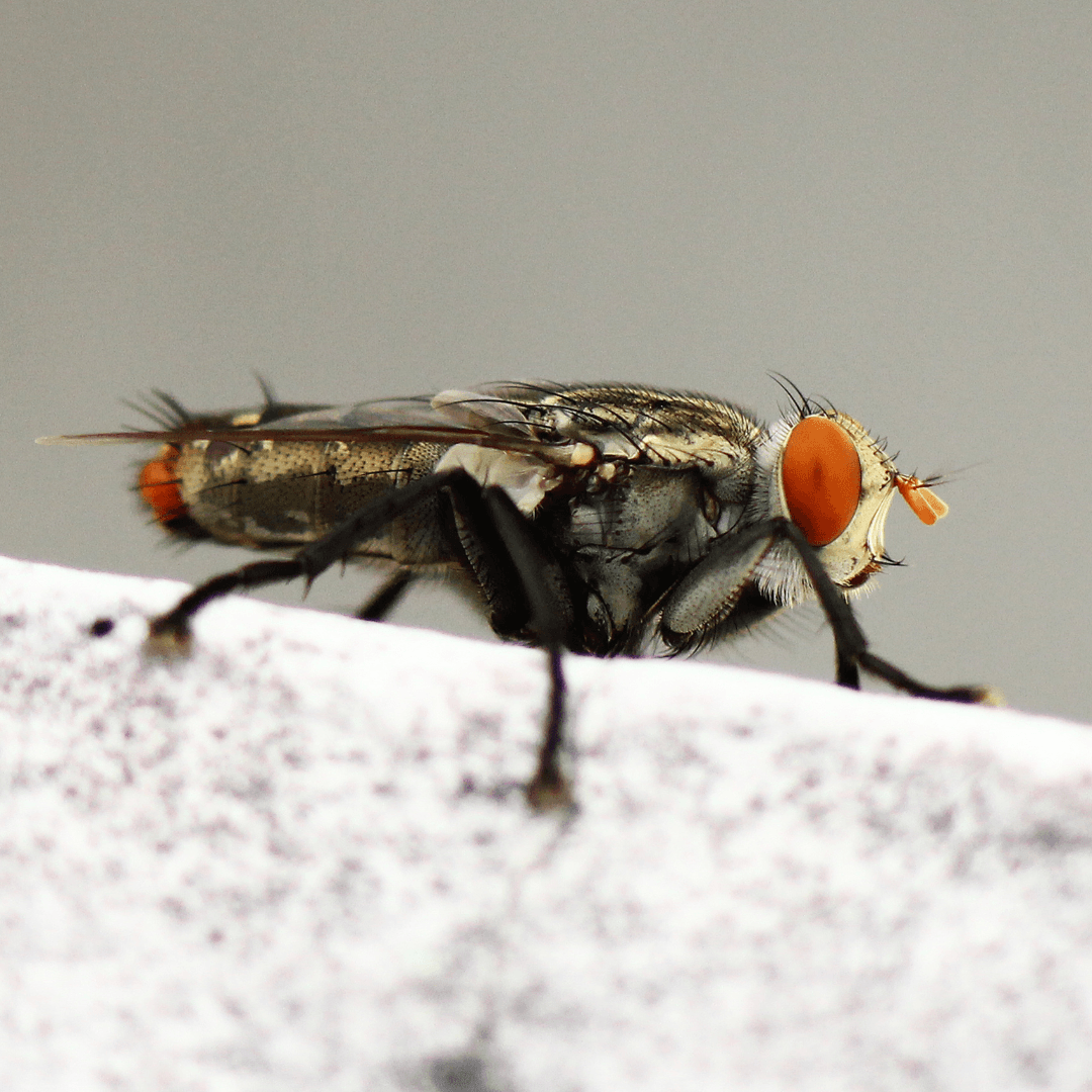 Flying Insect Control Services Brisbane | 360 Pest Solutions