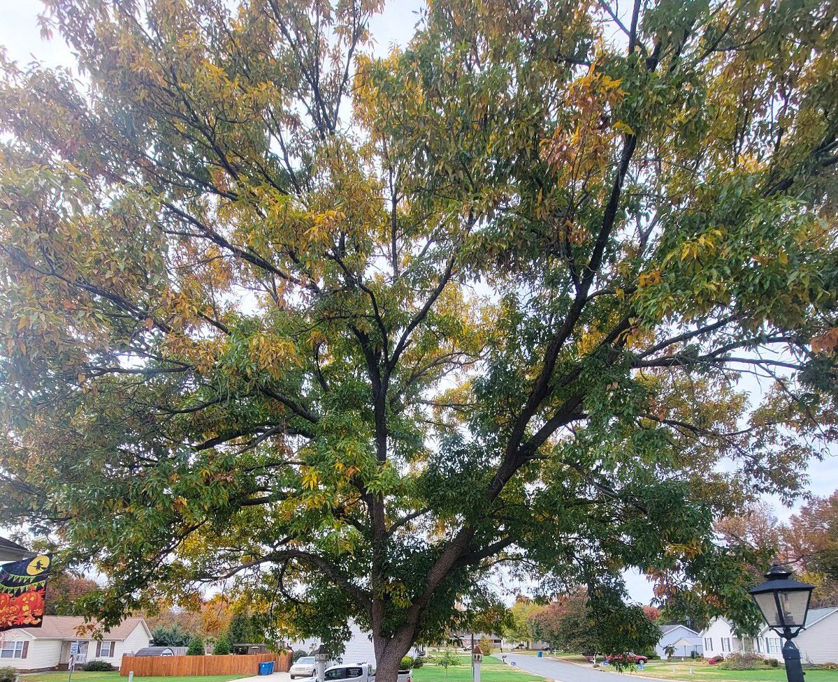 Tree Service | Burlington, NC | Trees Are Us