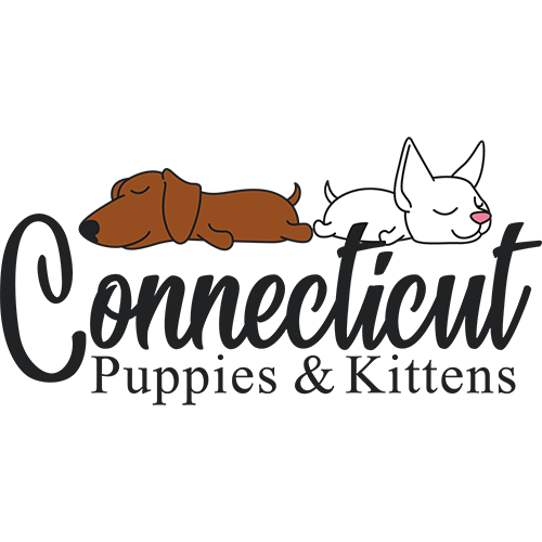 Connecticut Cavalier King Charles Spaniel Puppies For Sale