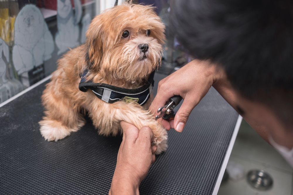 Is Mobile Dog Grooming Better for Anxious Dogs? | Stress-Free Care