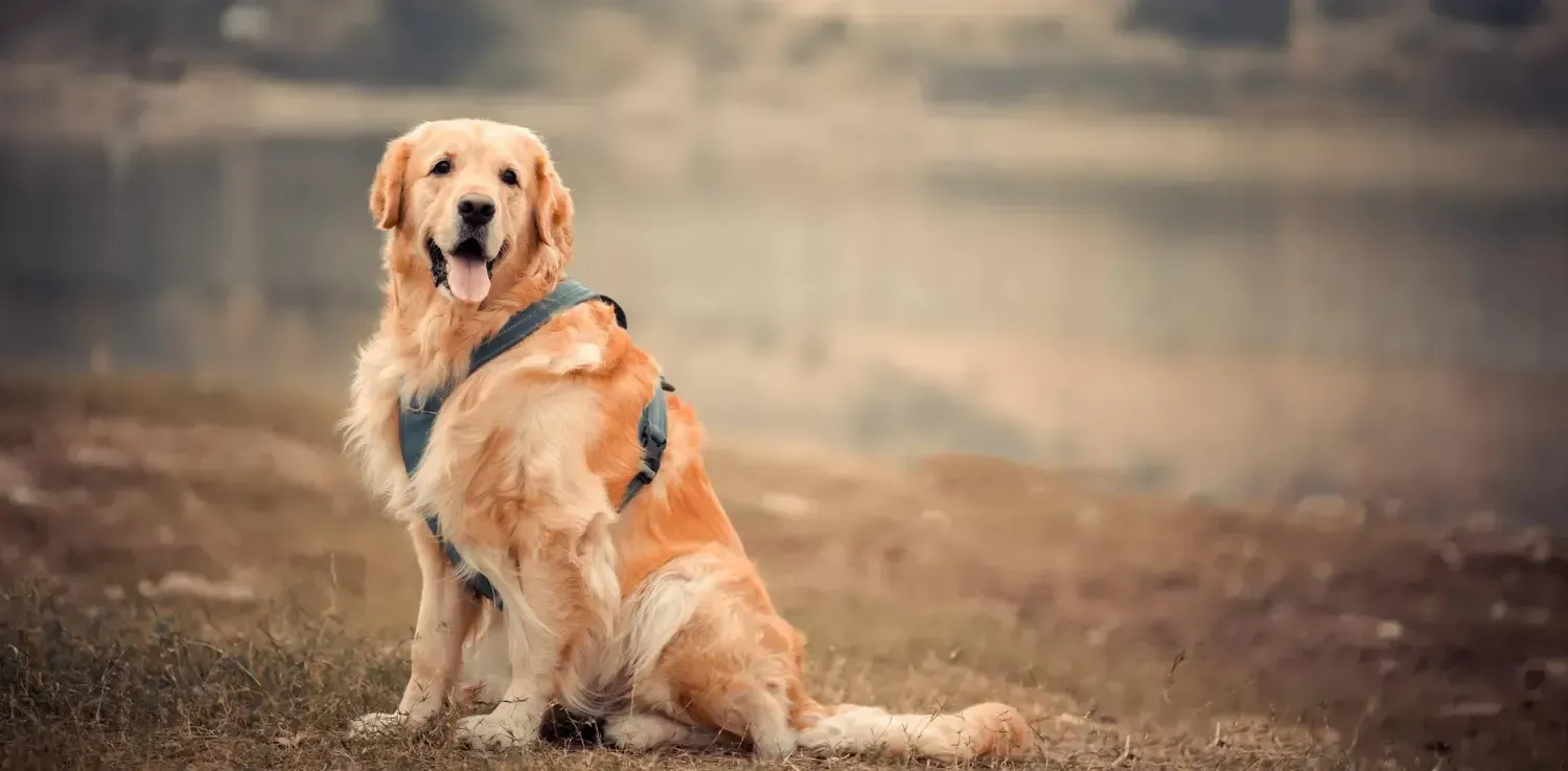 Top 15 Large Dog Breeds That Make Loyal Family Companions