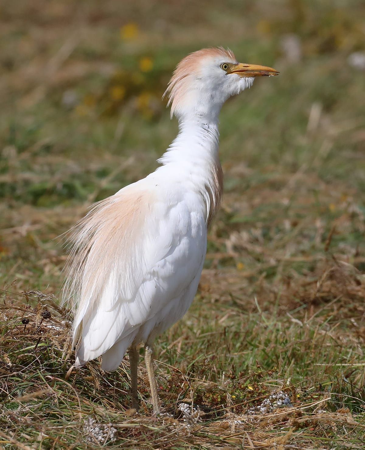 Home [westmidlandbirdclub.org.uk]