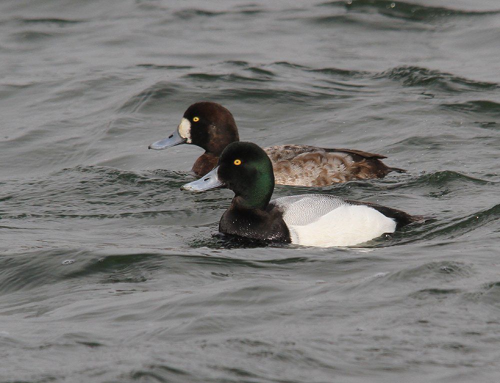 Home [westmidlandbirdclub.org.uk]