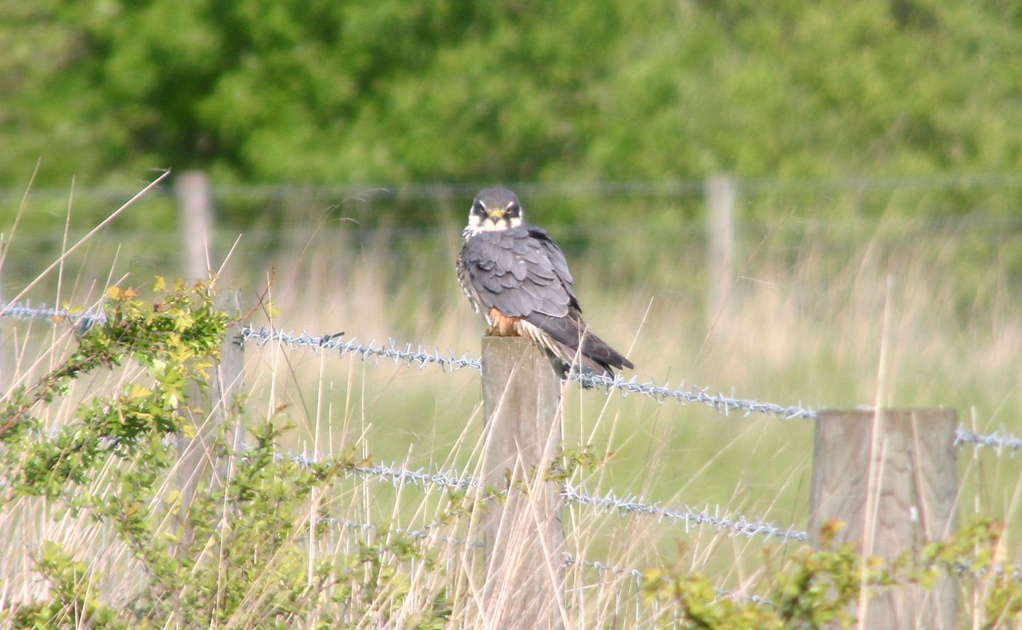 Home [westmidlandbirdclub.org.uk]