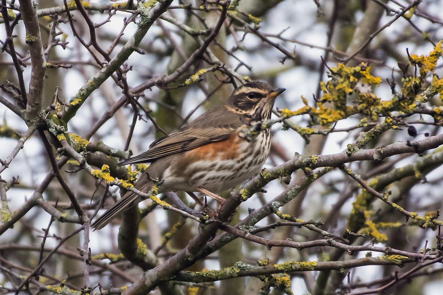 Home [westmidlandbirdclub.org.uk]