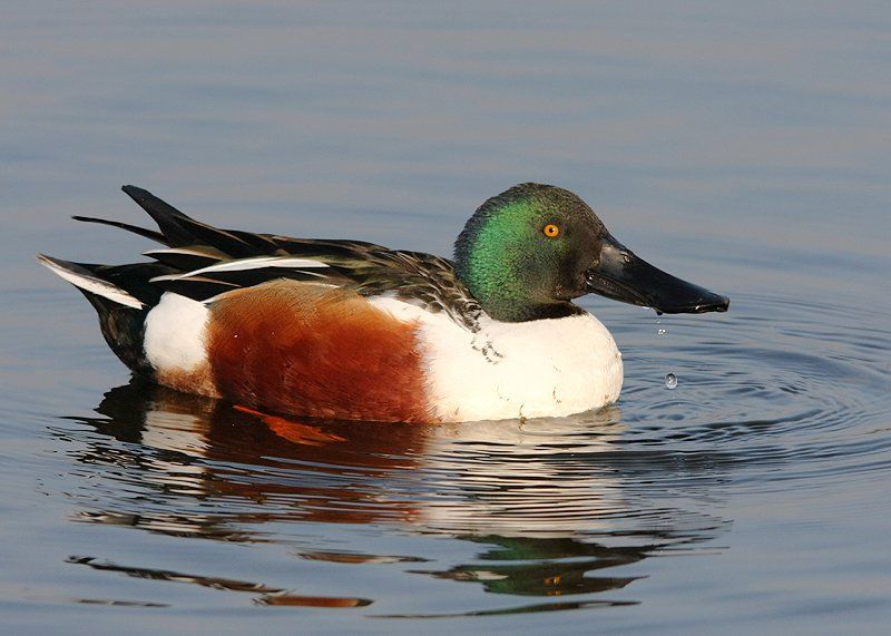 Home [westmidlandbirdclub.org.uk]