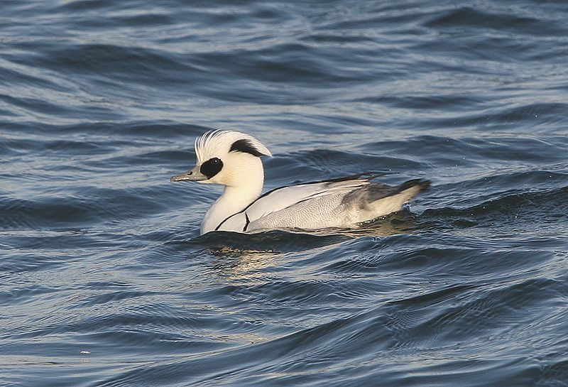 Home [westmidlandbirdclub.org.uk]