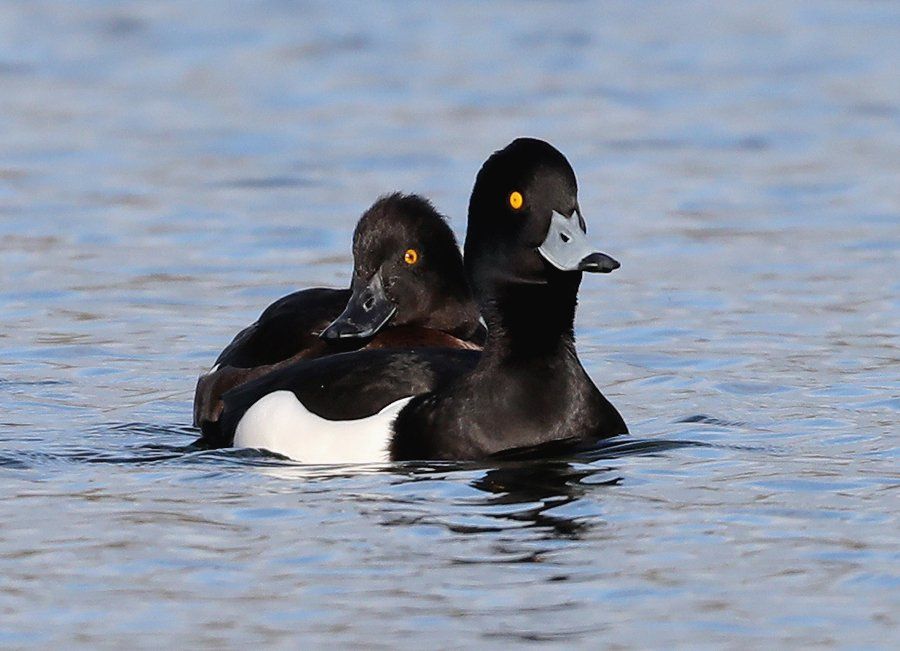 Home [westmidlandbirdclub.org.uk]