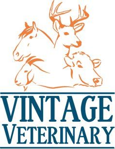 Blu Dove Designs | Lisa Renshaw | Gainesville, Florida Web Designer