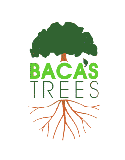 Baca’s Trees