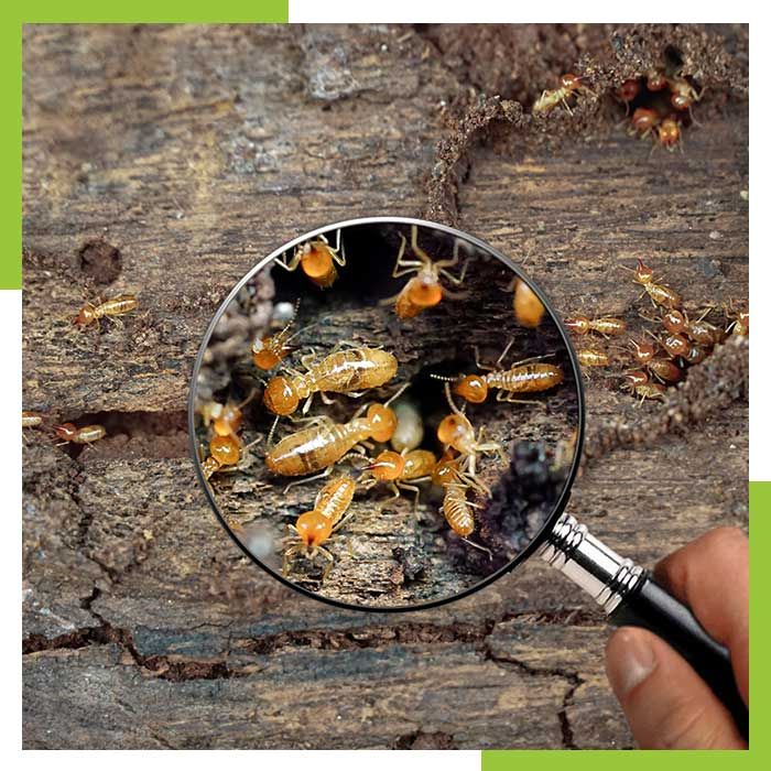 Pest Control | Newcastle | Andersen Pest Services