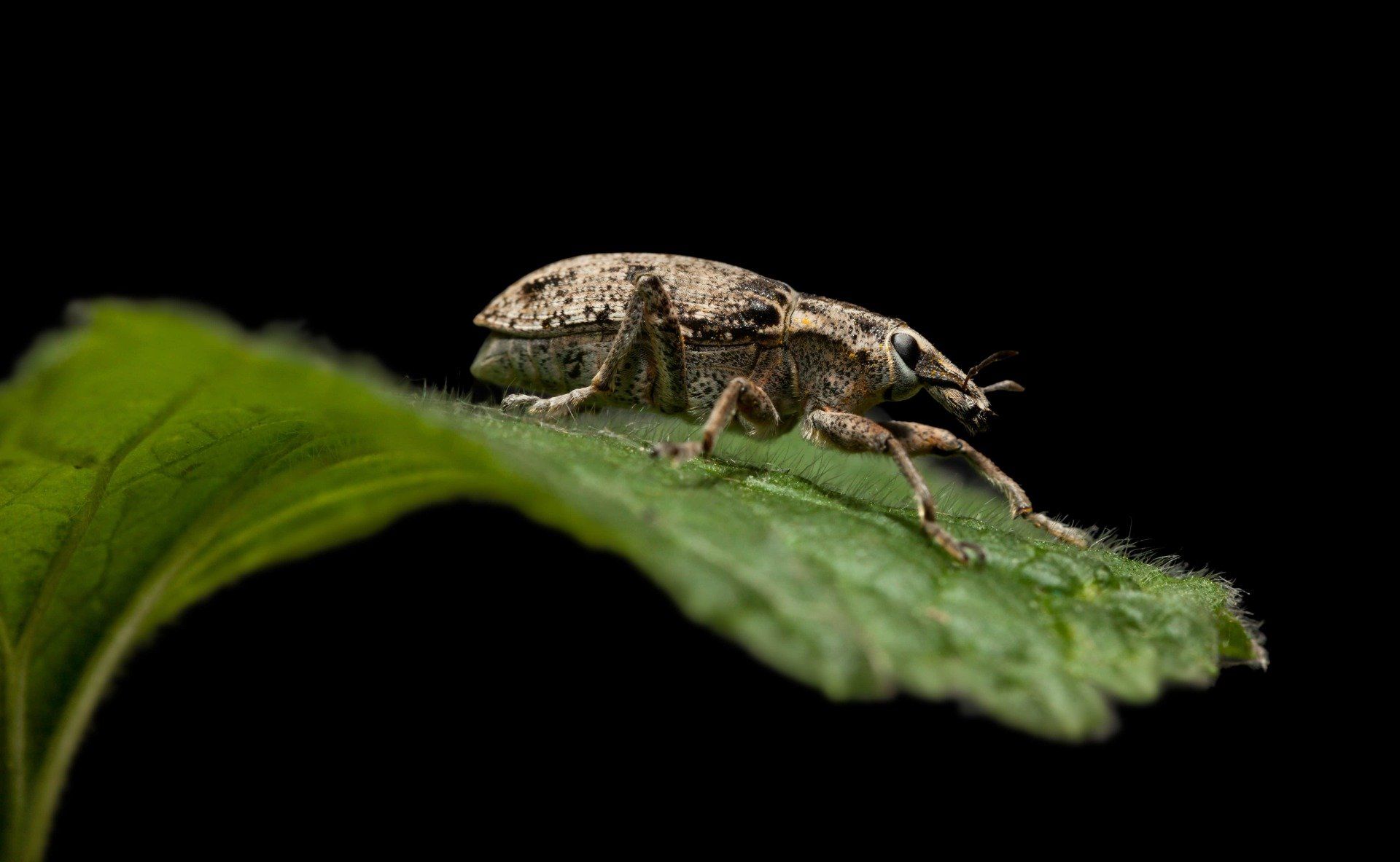 Black Vine Weevil