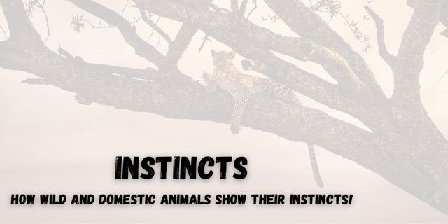 Examples Of Animal Instincts For Kids