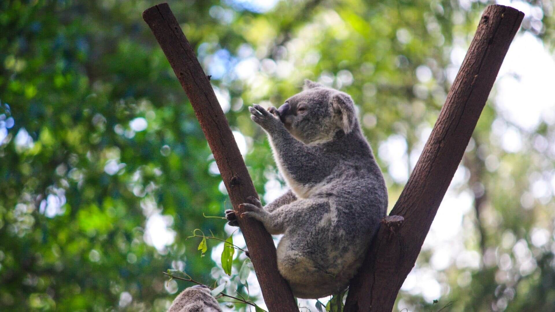 Marvelous Mammals | Mammal Classification