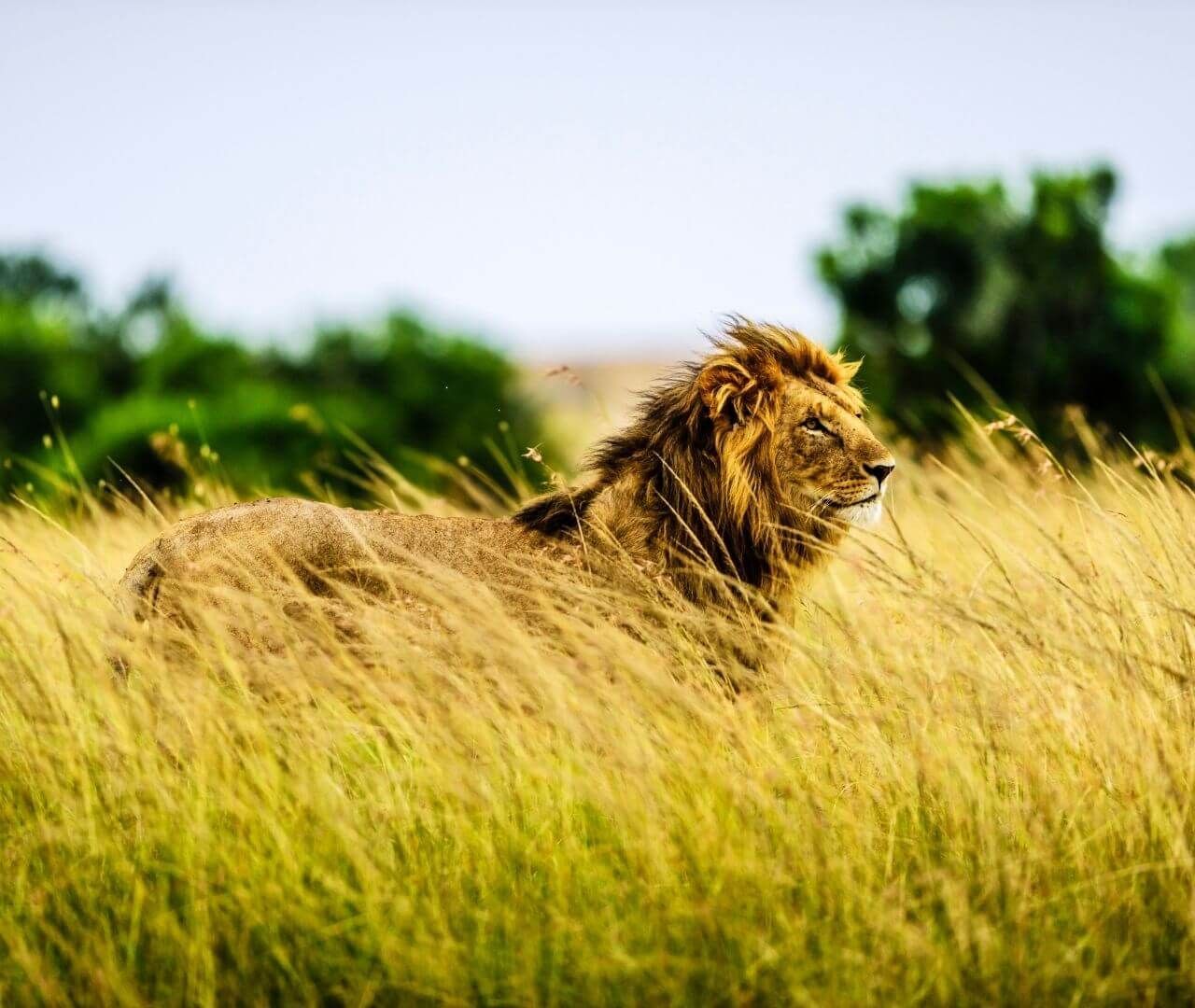 Lions | Interesting Facts About Lions