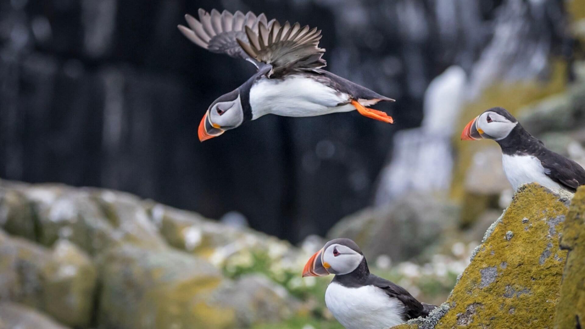 Brilliant Birds | Bird Classification