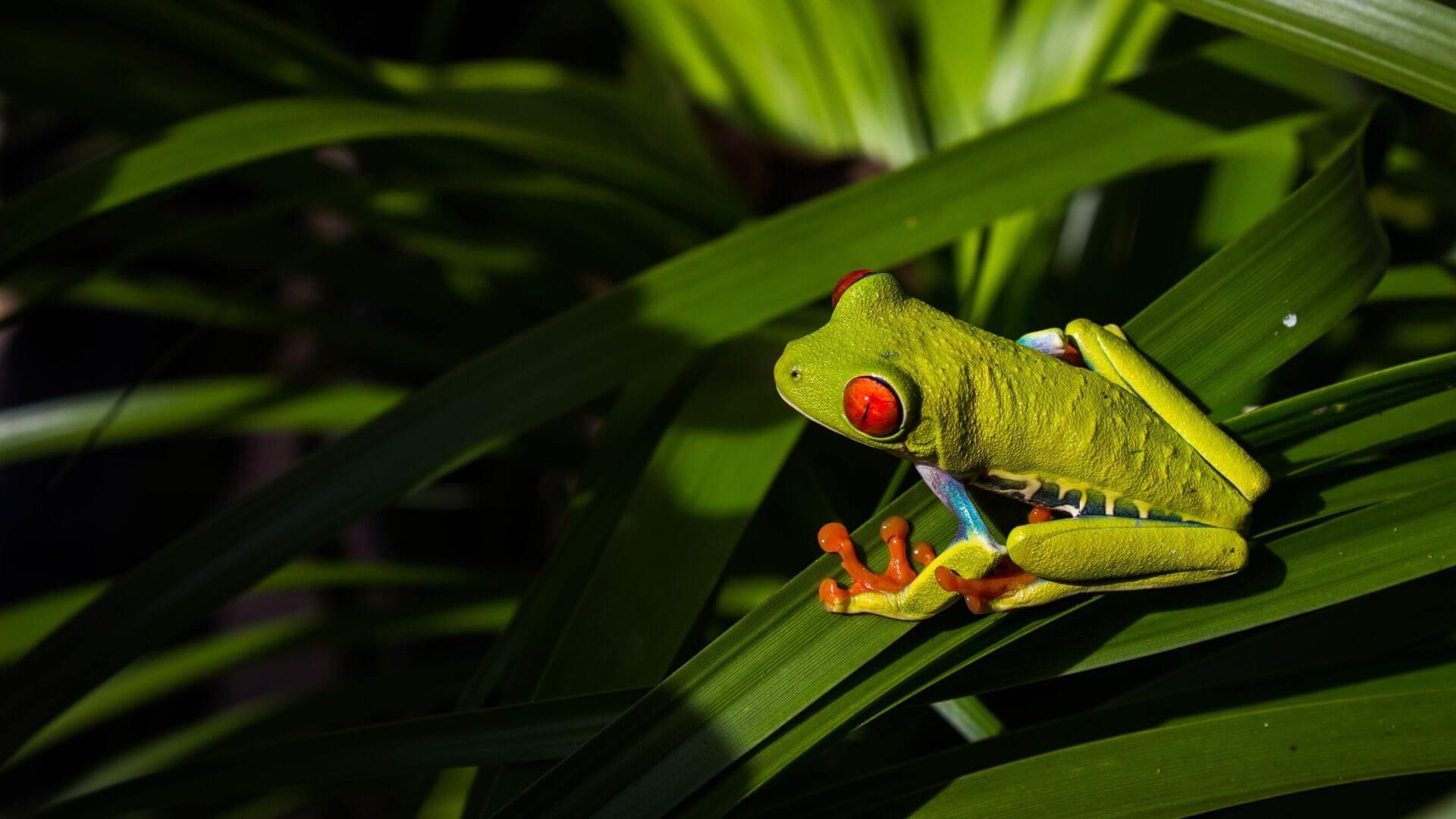 Amazing Amphibians | Amphibian Classification