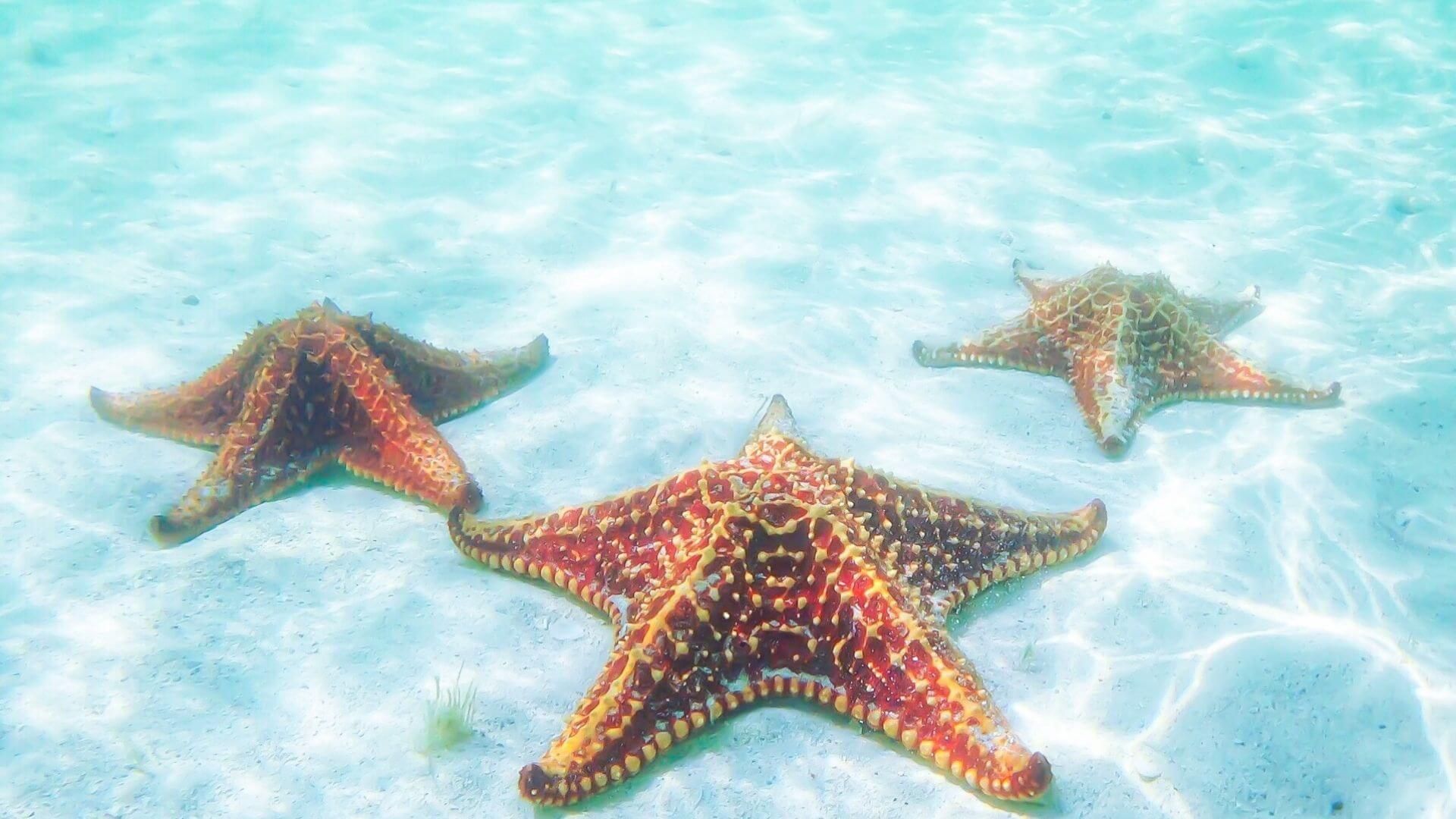 Incredible Invertebrates | Invertebrate Classification