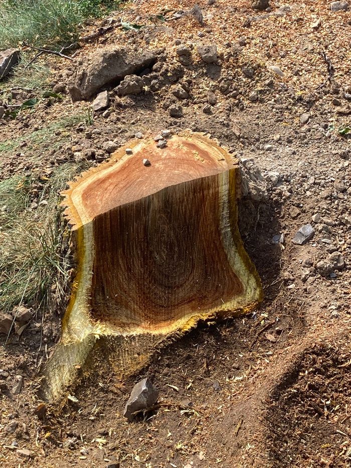 Tree Maintenance Services | J Daniels Trees