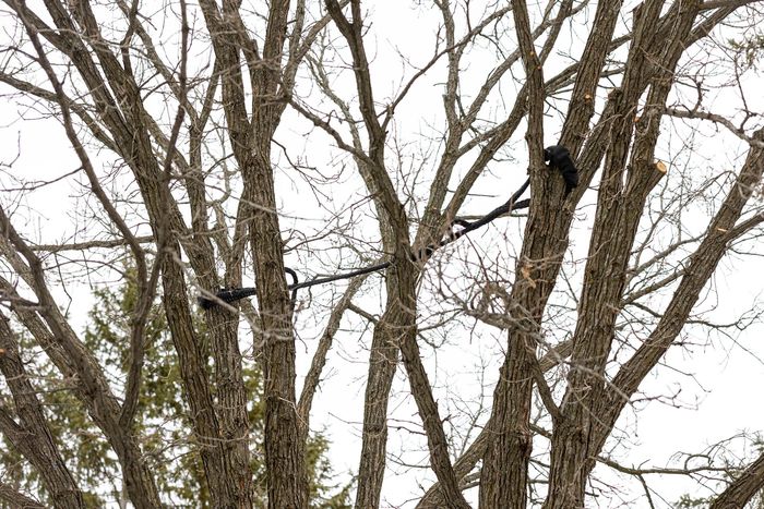 Tree Maintenance Services | J Daniels Trees