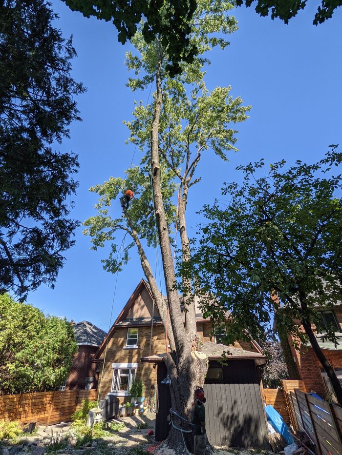 Tree Maintenance Services | J Daniels Trees