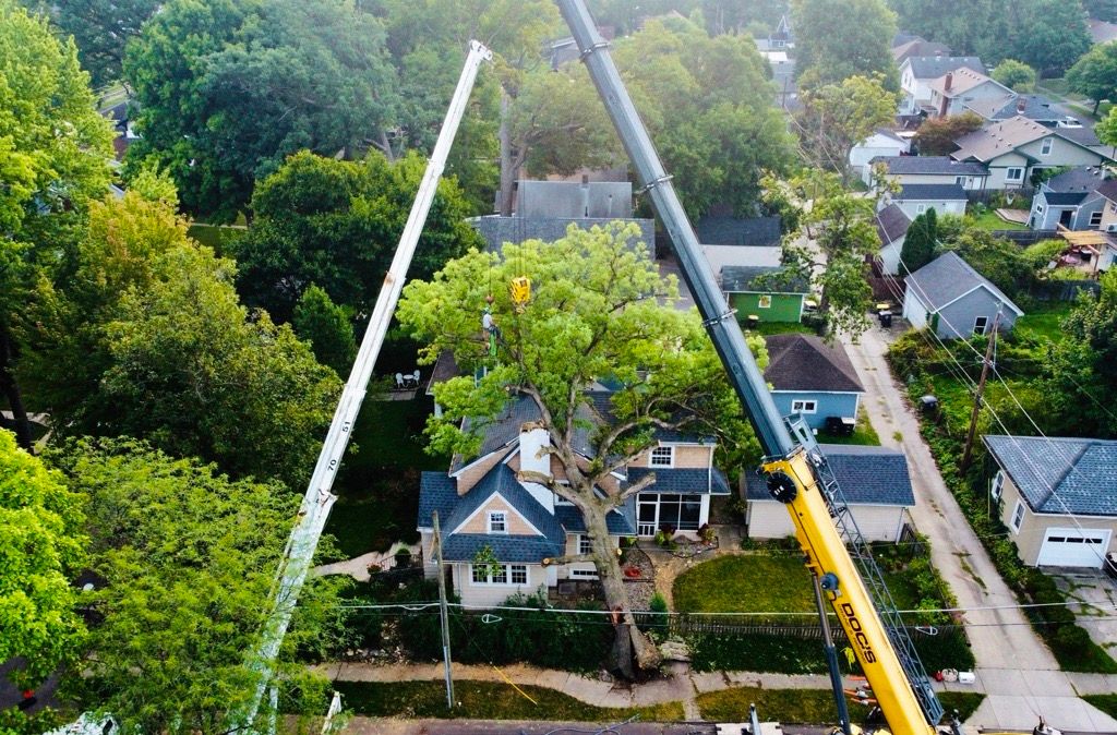 Tree Service in Fort Wayne, IN