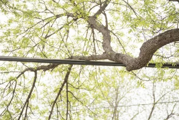 How To Recognise Tree Hazards | Arborclimb Tree Services