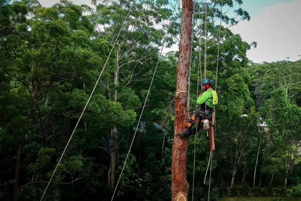 The Shocking Risks of DIY Tree Removal