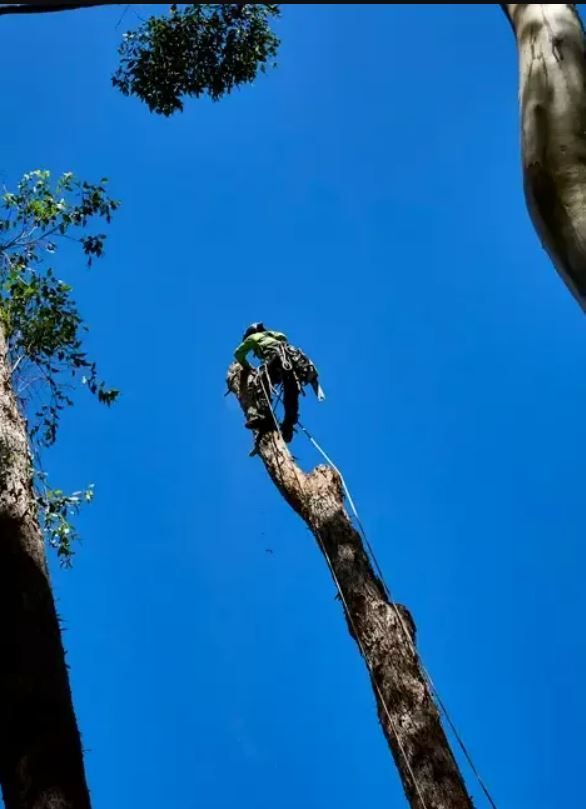 What is Tree Lopping | Arborclimb Tree Services
