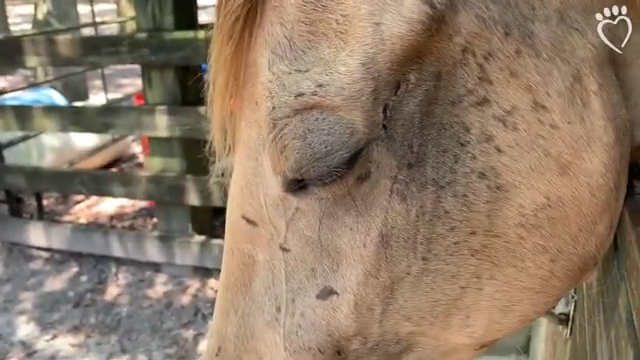 Jin Shin Jyutsu - Healing Animals with a Ancient Art