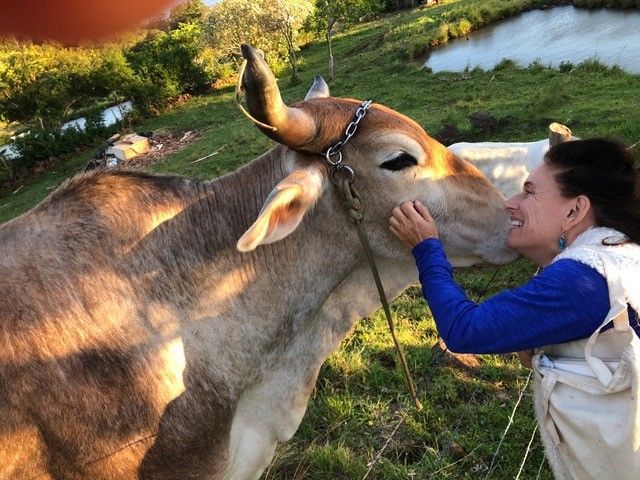 Jin Shin Jyutsu for Animals | Global