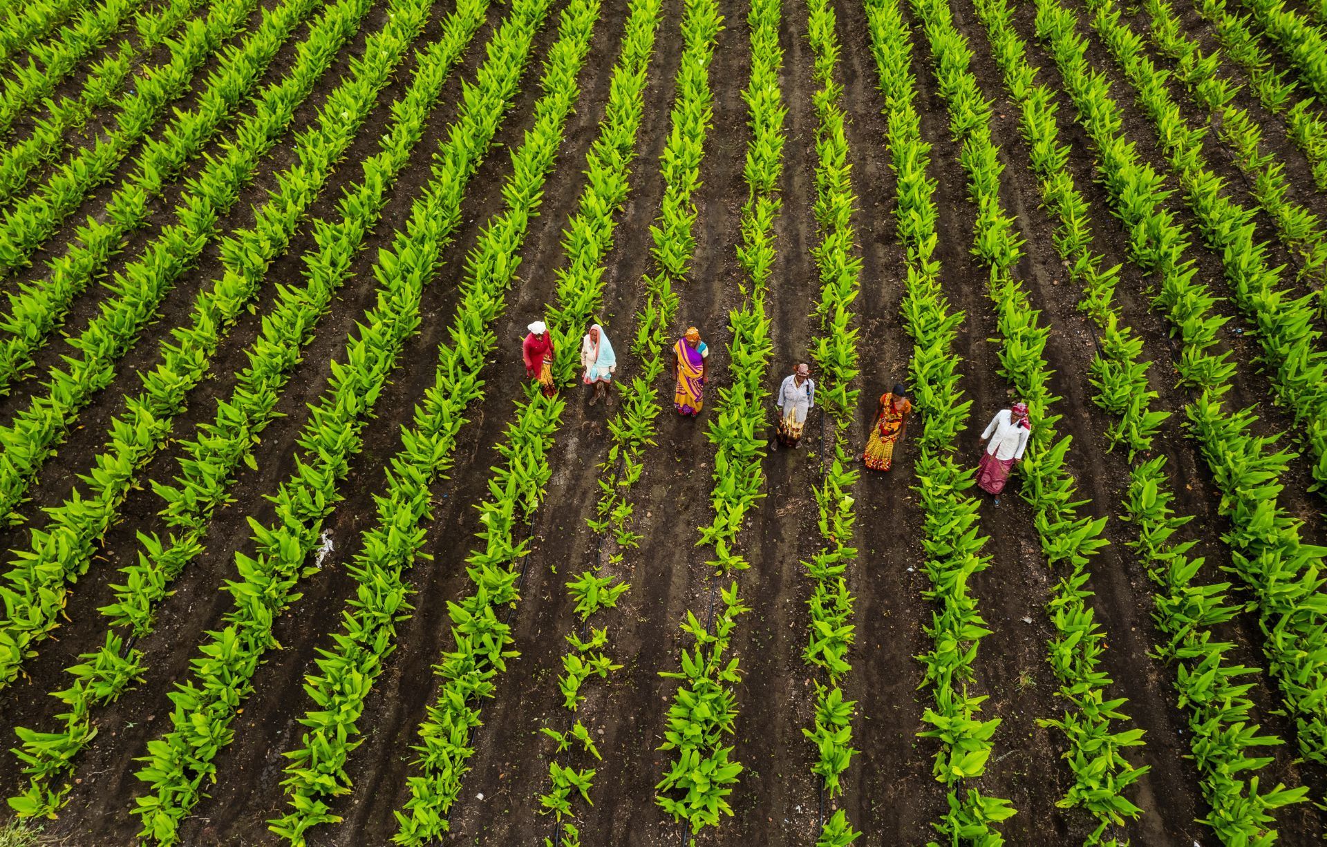 Row-Crop Farm Insurance (Request a Quote Online)