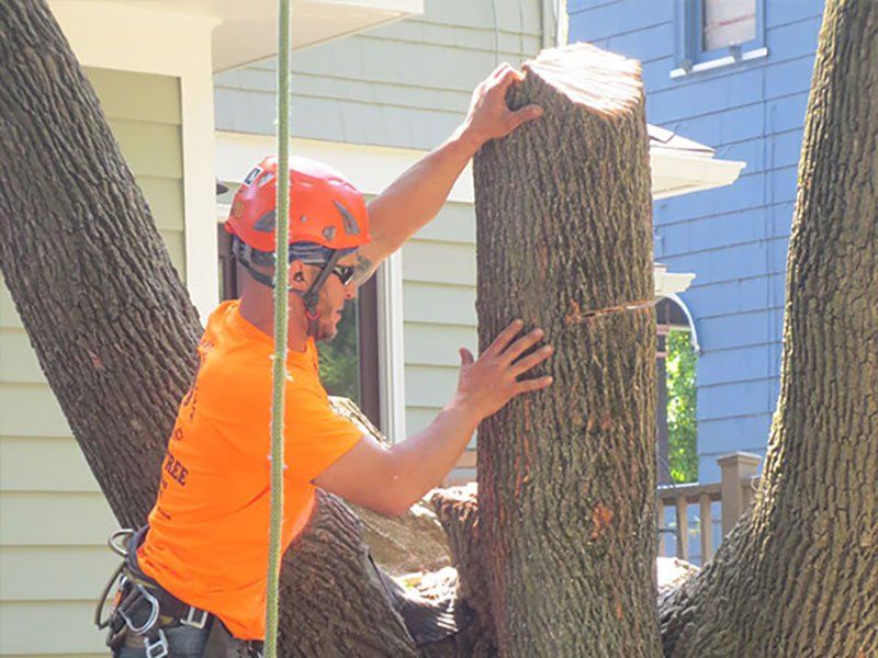 All Around Landscape & Tree Service | Tree Service in Fairport, NY