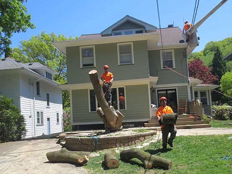 All Around Landscape & Tree Service | Tree Service in Fairport, NY