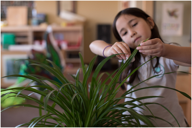 Plant Care: Practical Life Meets Science