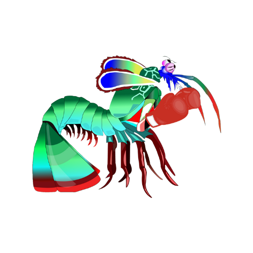 Home [www.mantisshrimptoken.com]