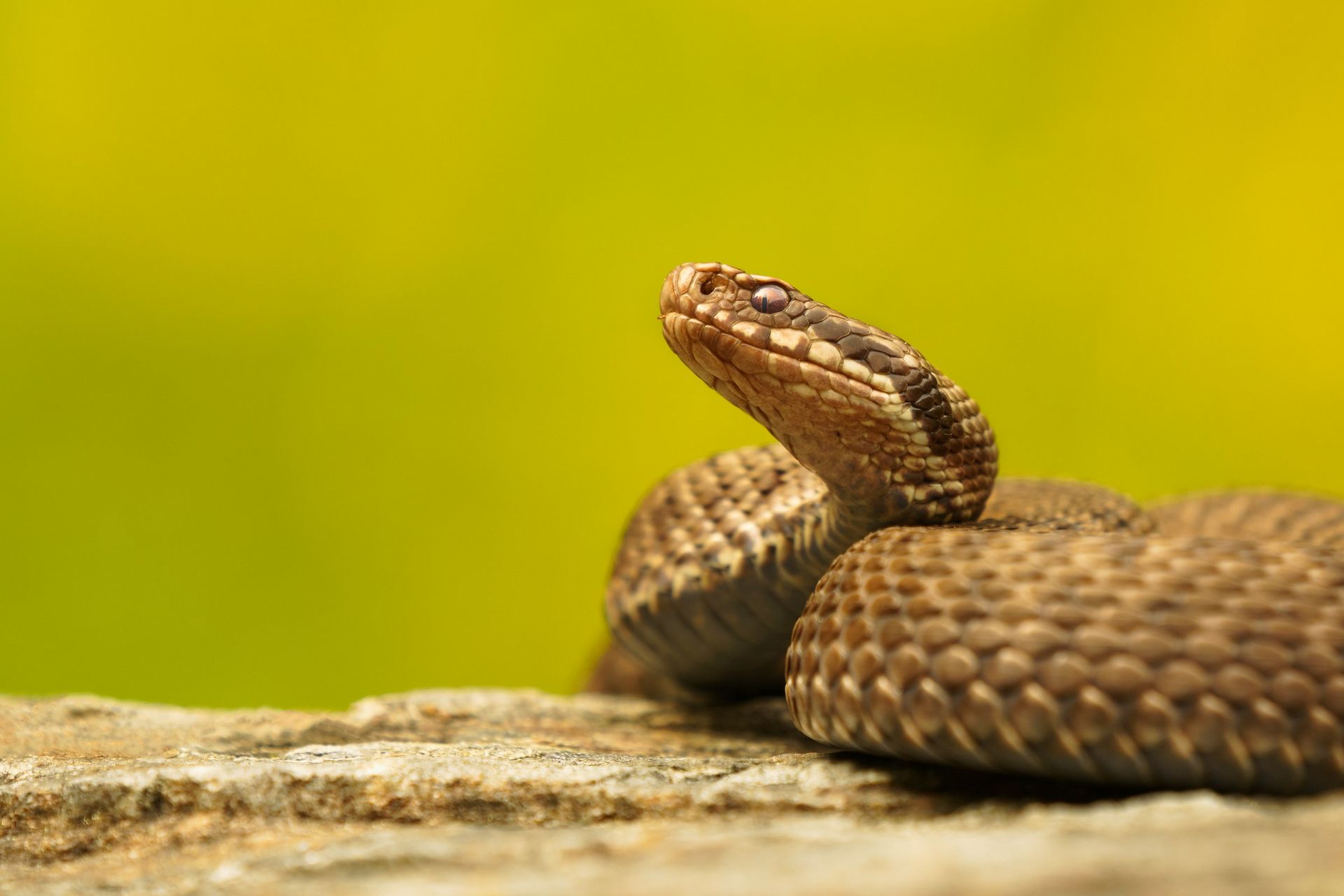 Snake