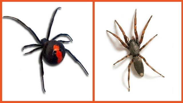 Redback Spider Bite Signs And Symptoms Pictures - Infoupdate.org