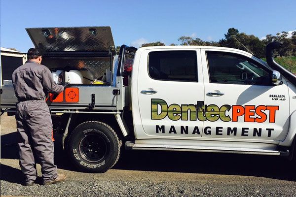 Types of Termite Treatment: Which One is the Most Effective?