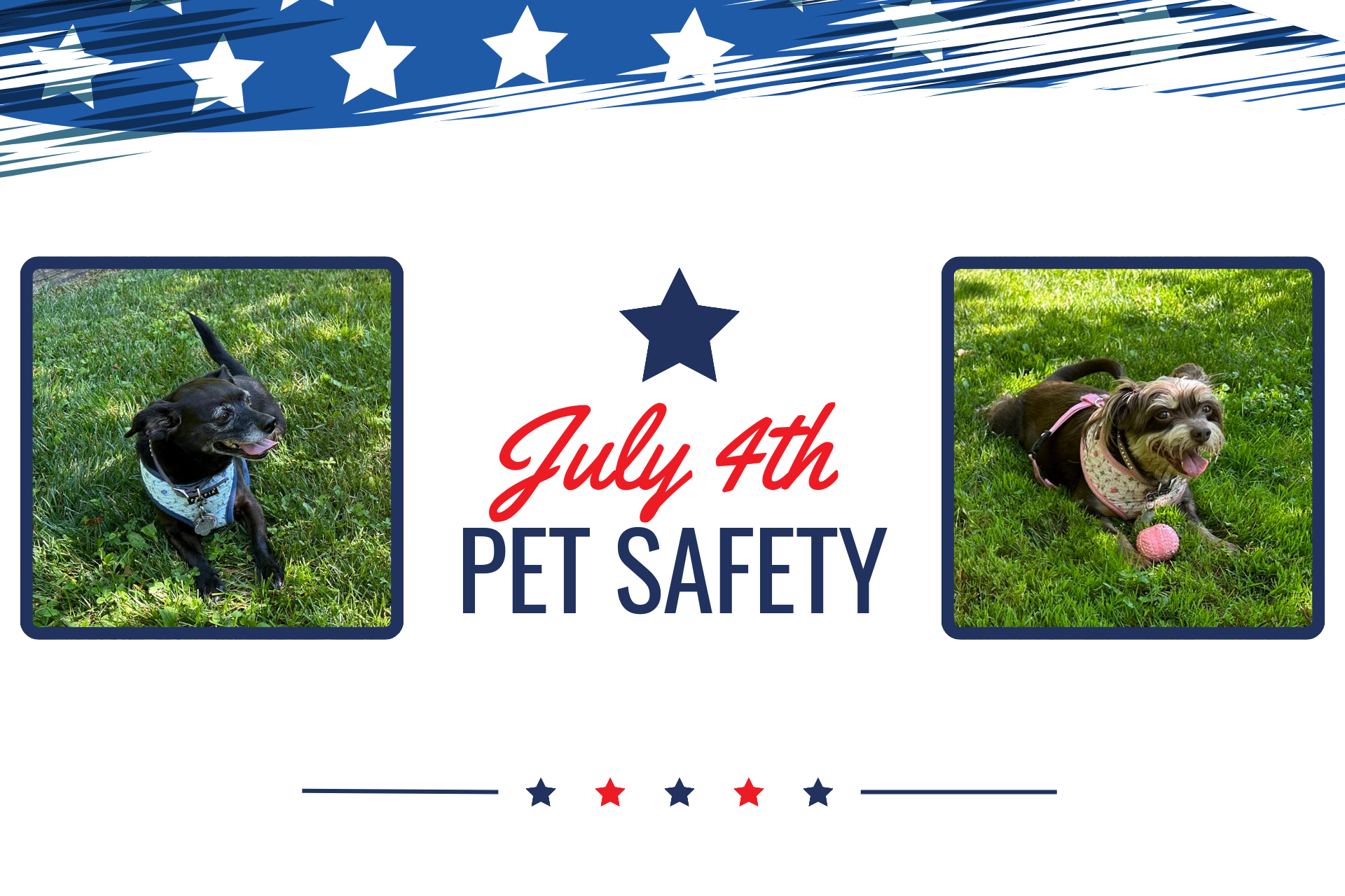 Keeping Pets Safe During July 4th Fireworks