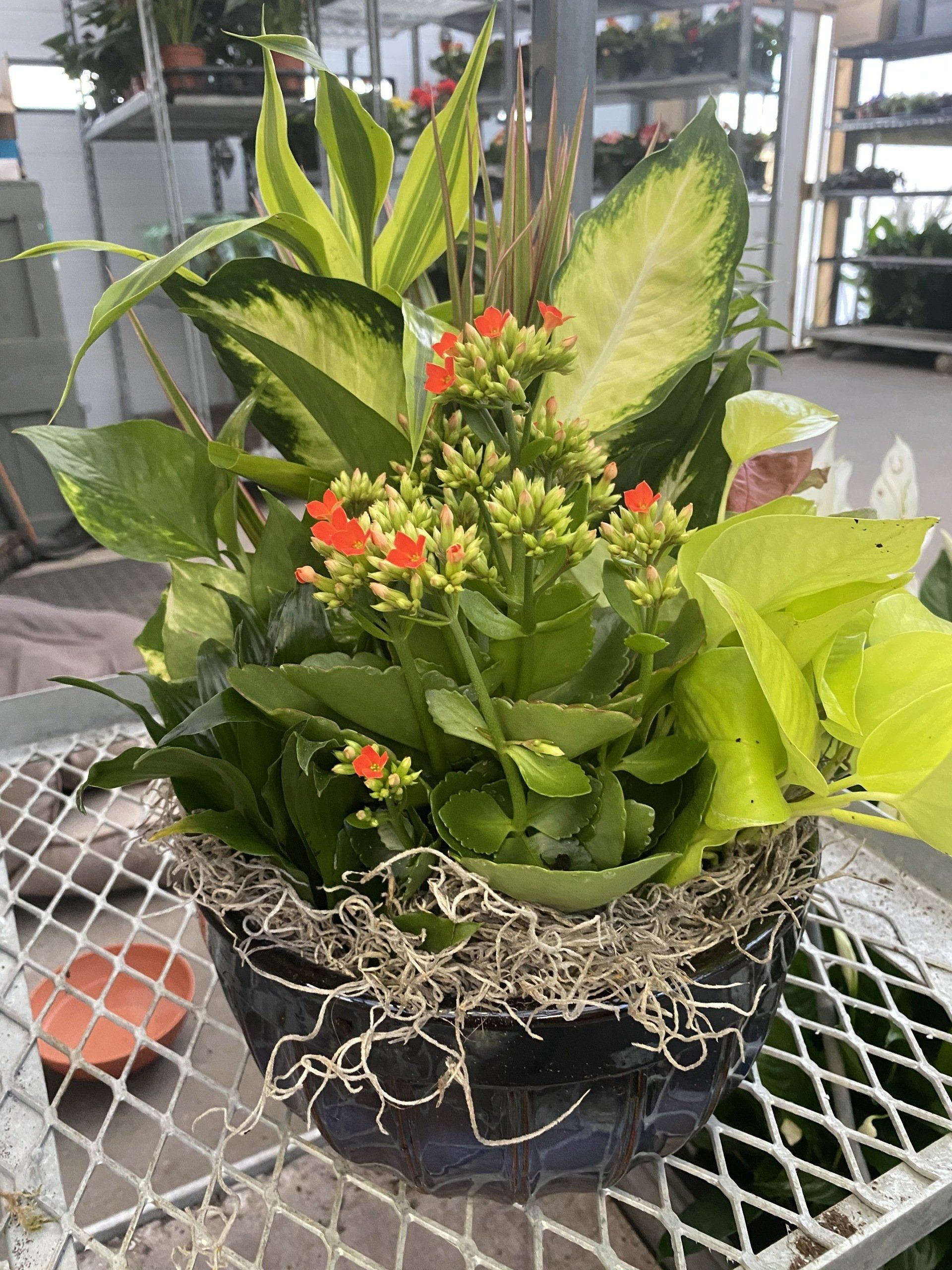 Dish Gardens Cny I Spring Euro White Violet Gardens Cny I Pontos Greenhouses Spring Items