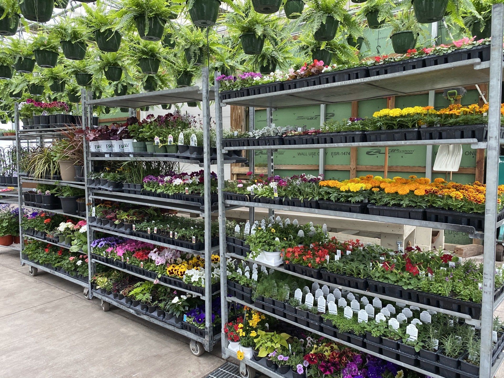 Accent Plants Flowering Annuals CNY I Spring Plants Flowers CNY I ...