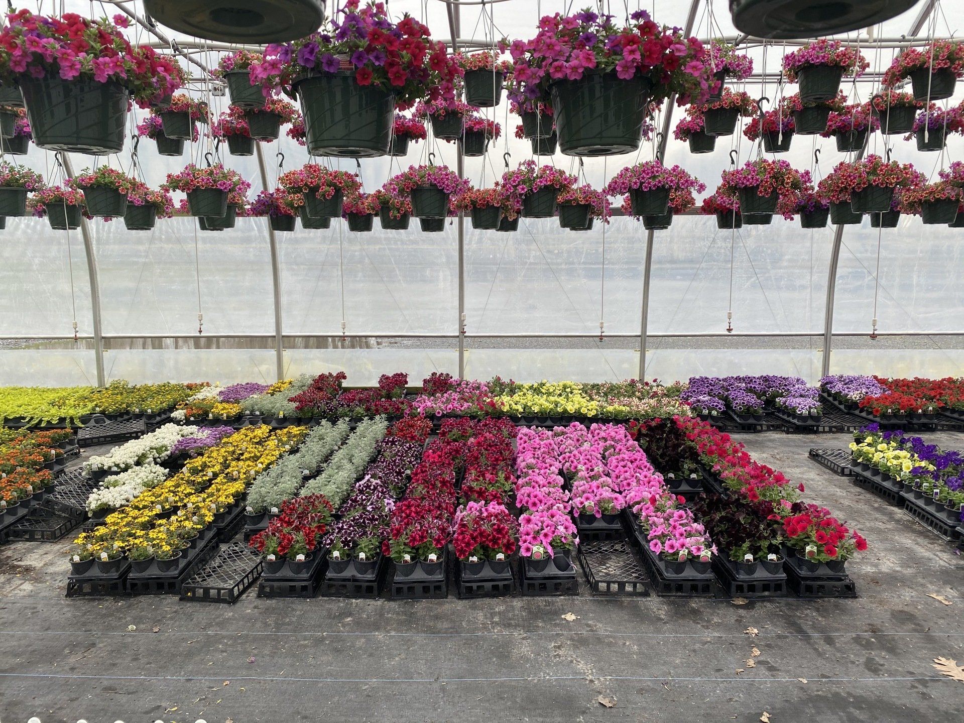 Accent Plants Flowering Annuals CNY I Spring Plants Flowers CNY I ...