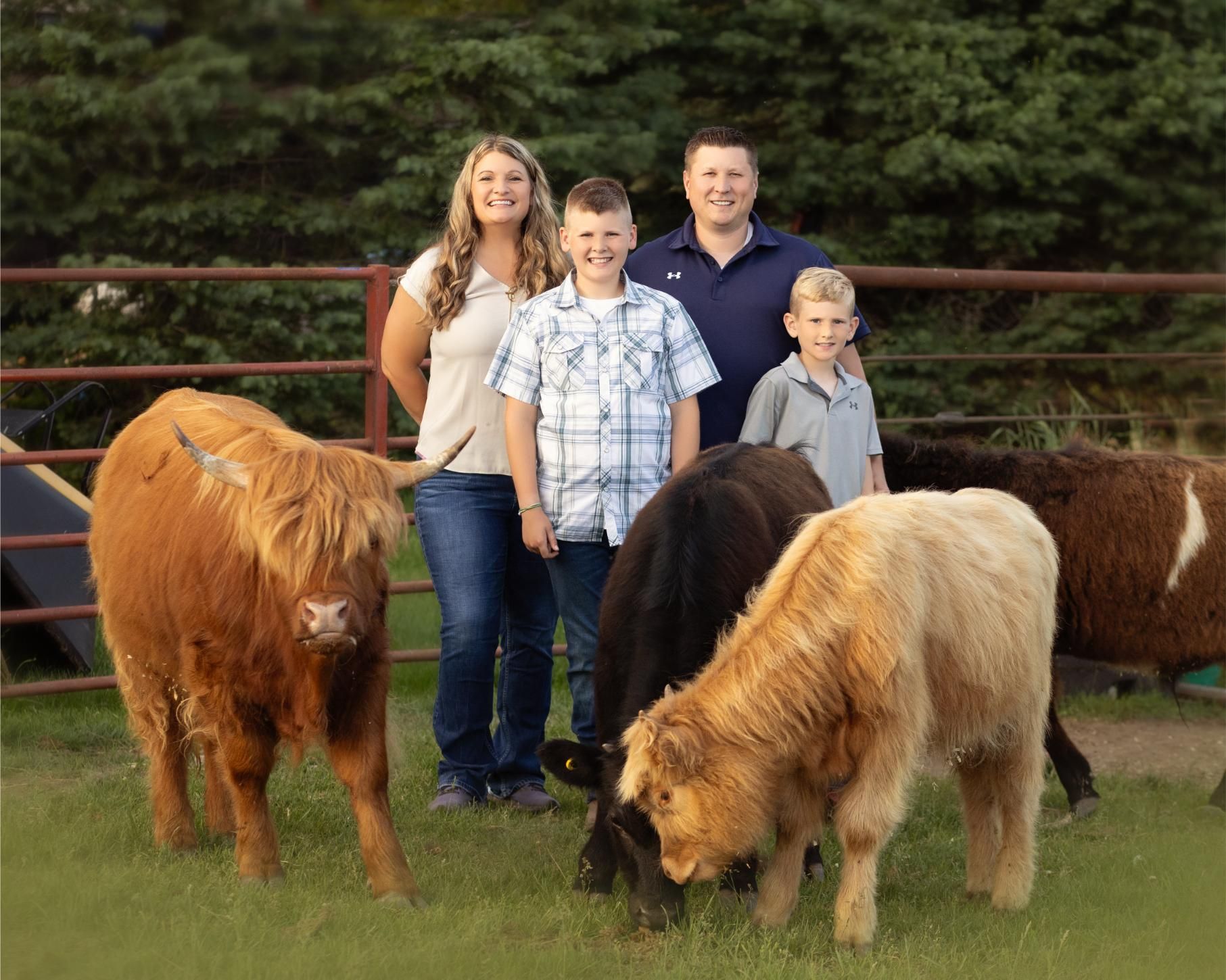 Fluffy, Friendly Mini Highland Cows for Sale - Mini Moo Crew