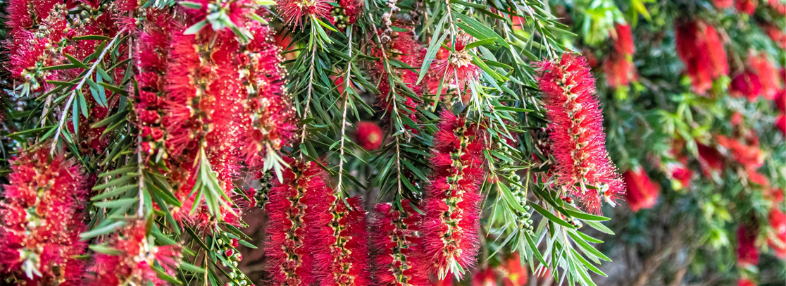 Growing Callistemons