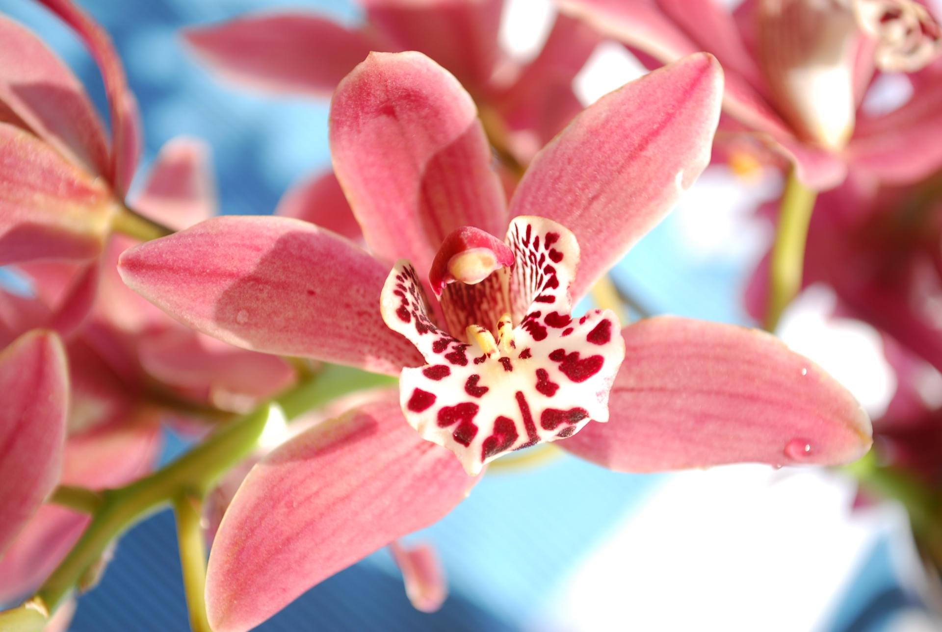 Cymbidium Orchids