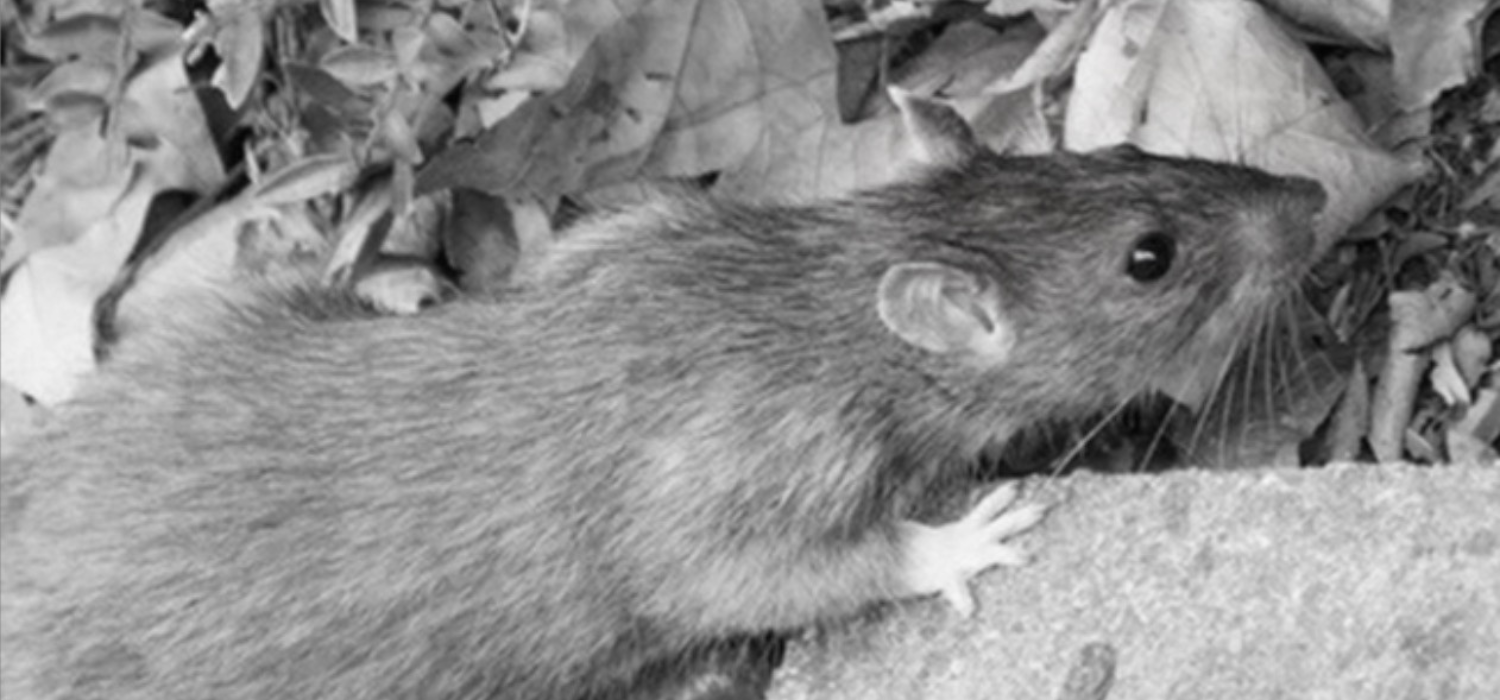 Rat Control Bristol | Structural Rat Control Specialists | Pale Horse ...