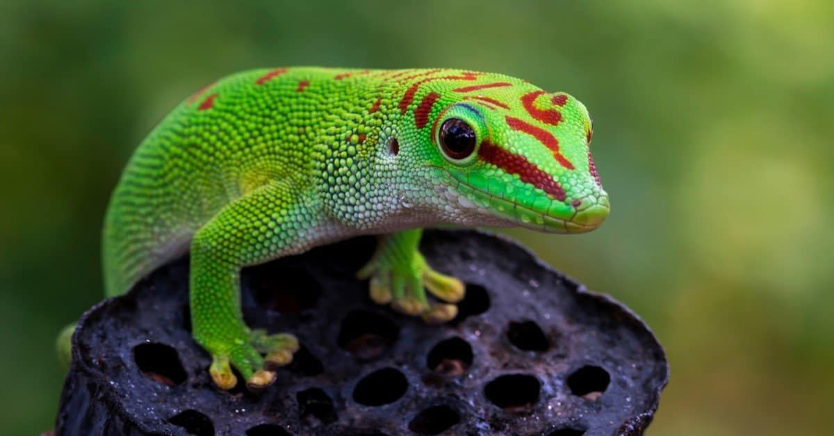 Reptiles en Venta | Tienda de Reptiles