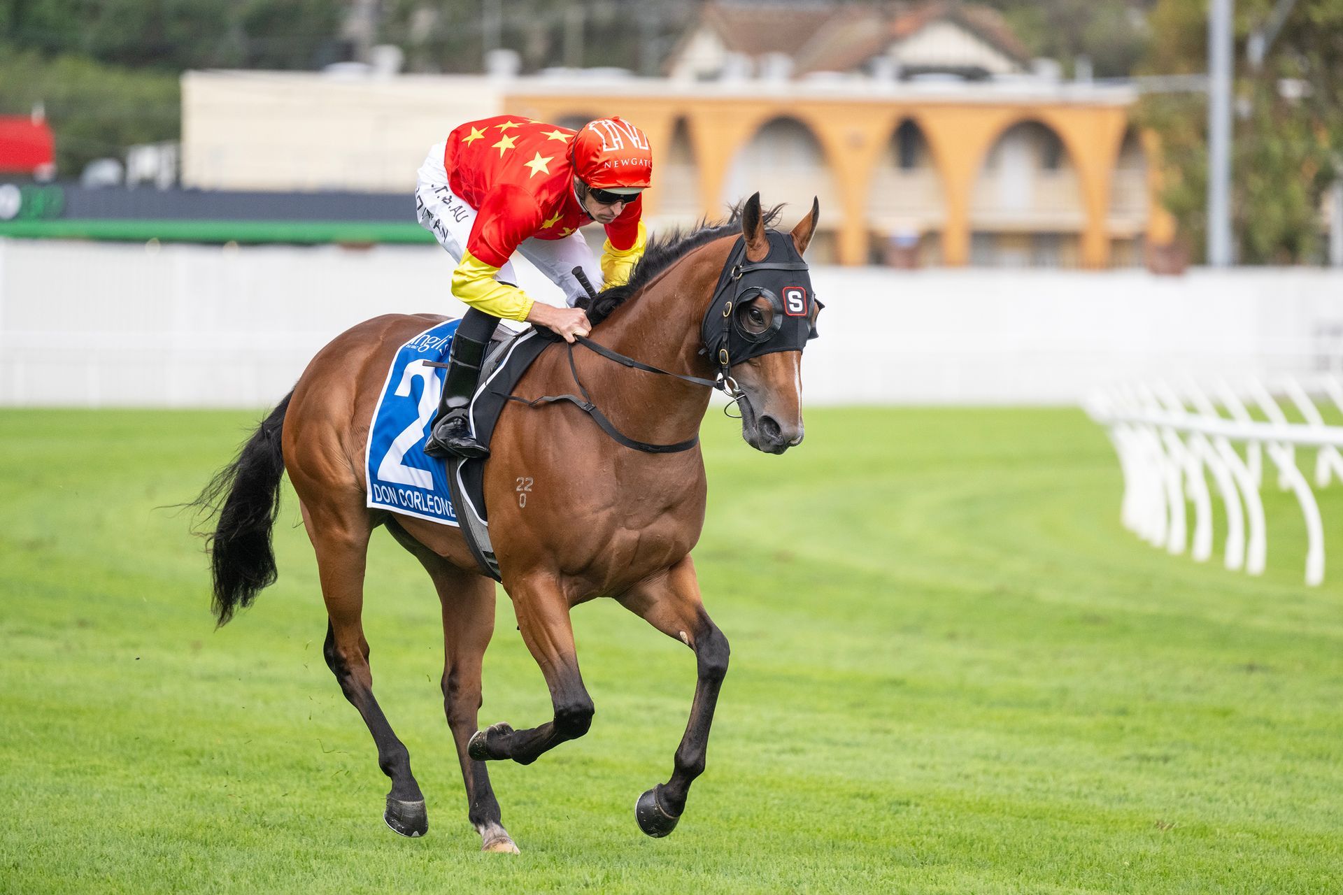 2024 Qld Stallions Parade - First Season Sires