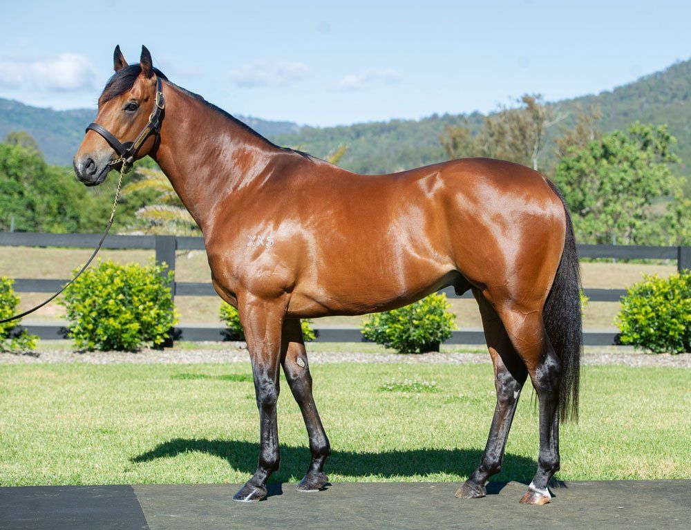 Qld Stallion Pedigrees - Thoroughbred Breeders Queensland Association